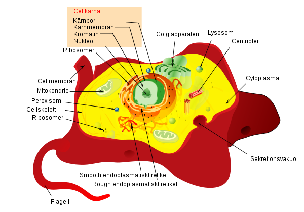 600px-Animal_cell_structure_sv_svg.png